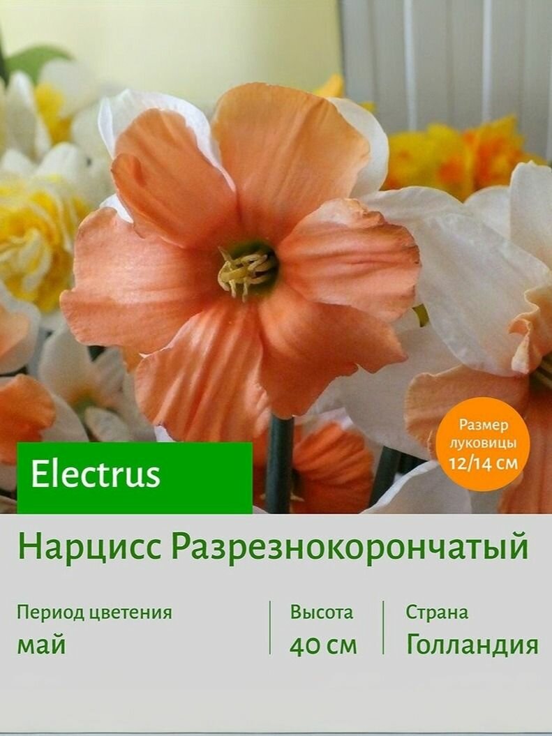 Нарцисс Электрус (Electrus) разрезнокорончатый луковицы 2 шт сотка