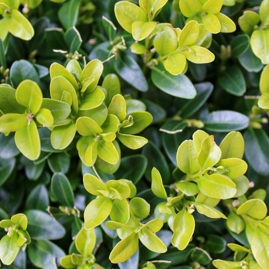 Самшит вечнозеленый (Buxus sempervirens) - 40-60, Контейнер: С7,5