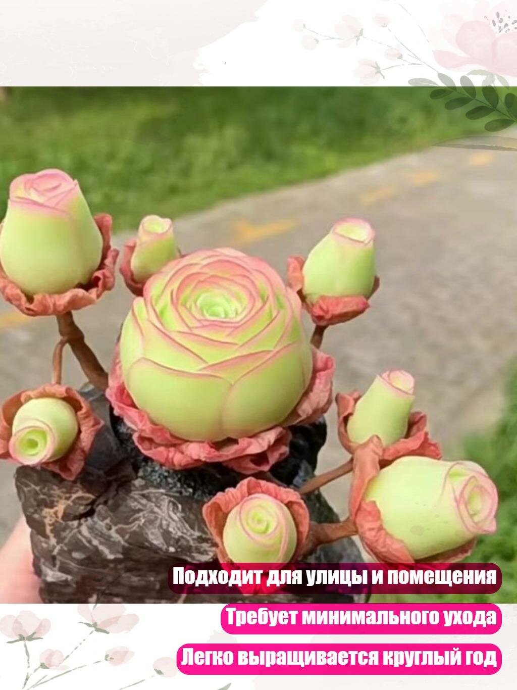 Семена горного розового суккулента, 500 крепление с красной каймой (Цвет товара: 500 крепление с красной каймой)