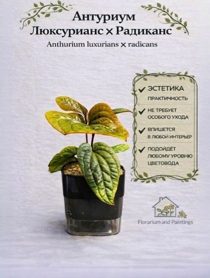 Комнатное растение Антуриум Люксурианс Радиканс (Anthurium Radicans x Luxurians)