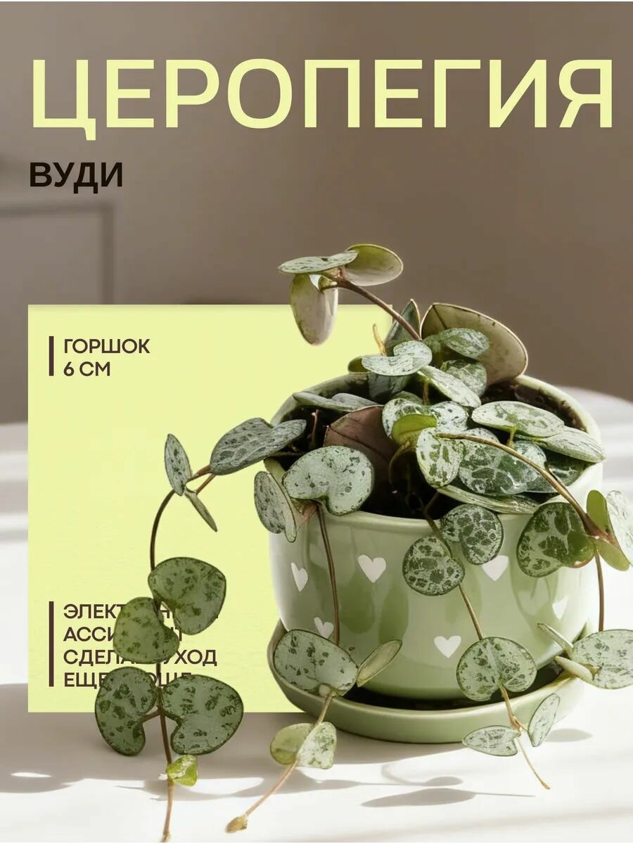 Церопегия Вуди Живое комнатное растение