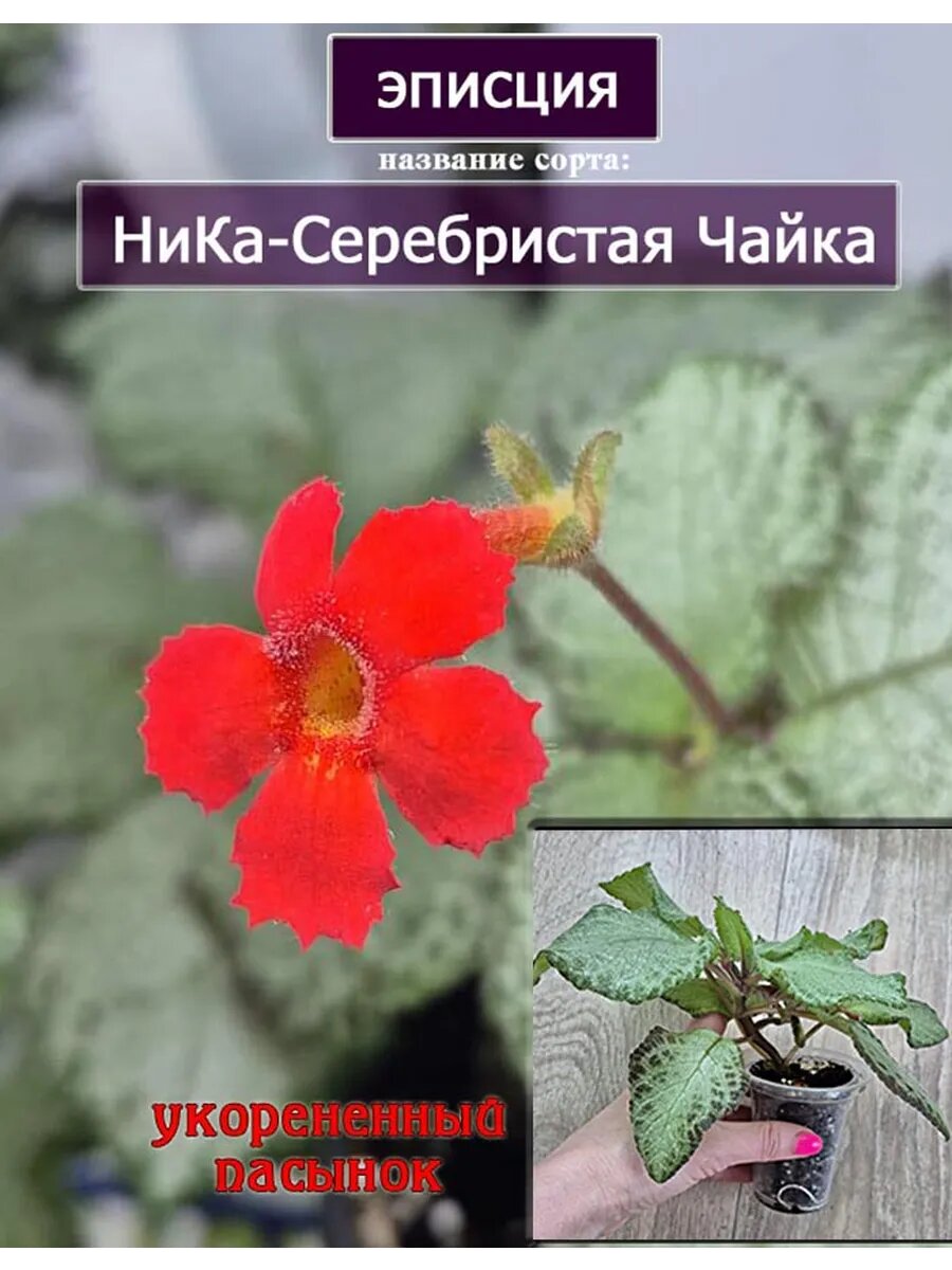 Эписция укорененный черенок сорт НиКа-Серебристая Чайка