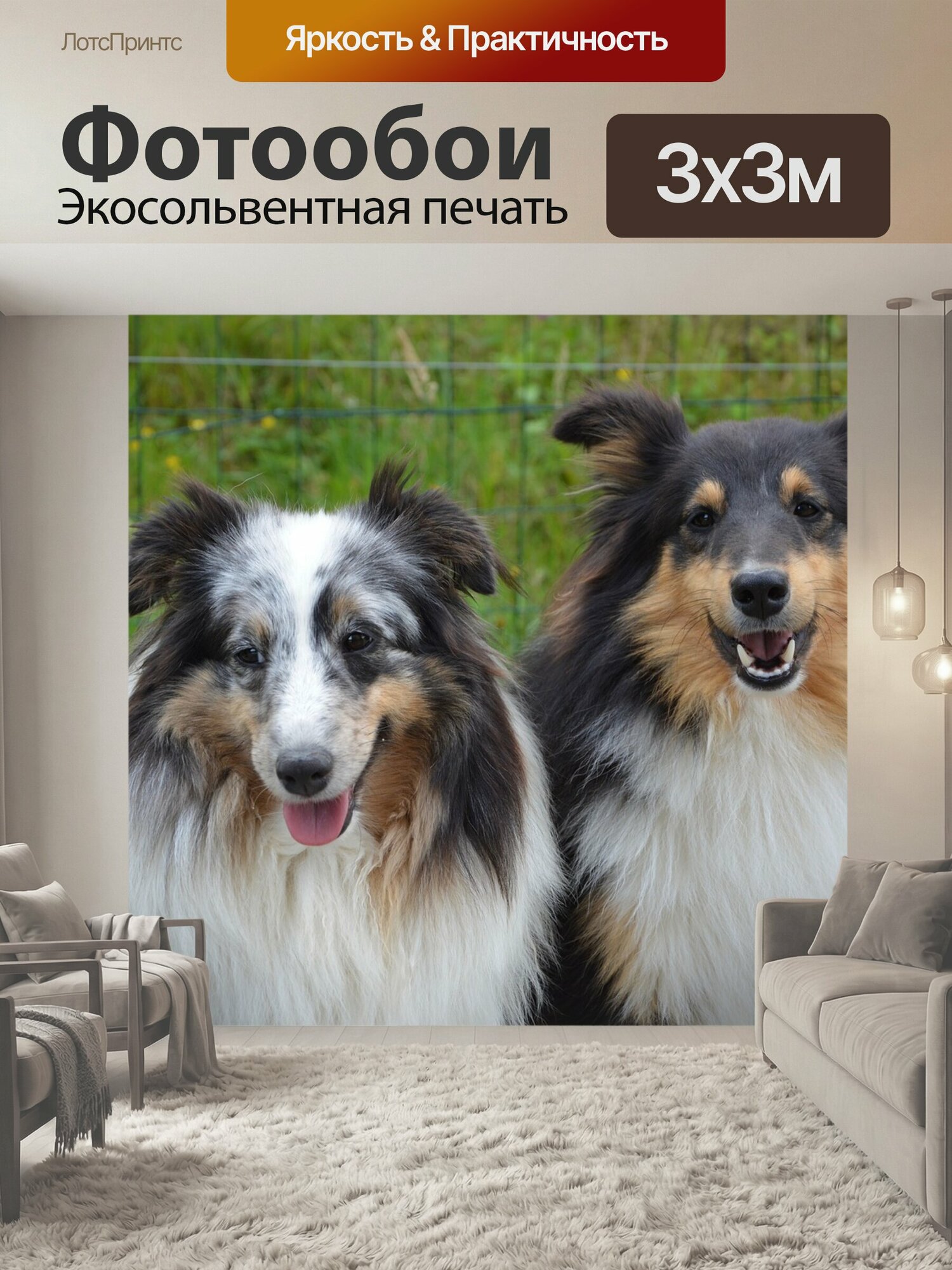 Фотообои "Собаки, шелти, пара" 300x300 см. экосольвентная печать