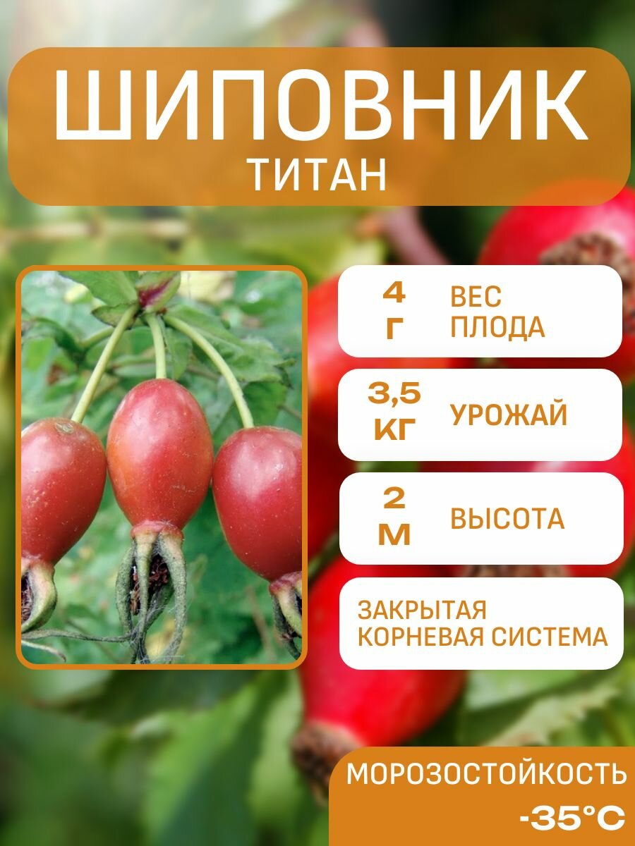 Шиповник морозостойкий сорта - "Титан" , (1 шт), высокоурожайный
