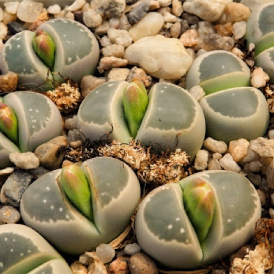 Семена Деодар Суккулент Lithops olivacea PV 986, 10 шт.