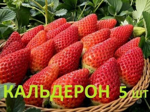 Рассада. Клубника Кальдерон 5шт