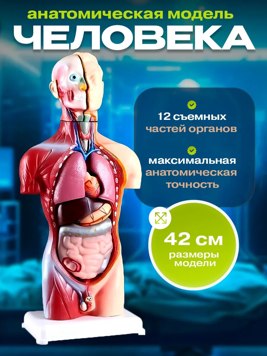 Анатомическая модель человека разборная торс 42 см Детали съемные
