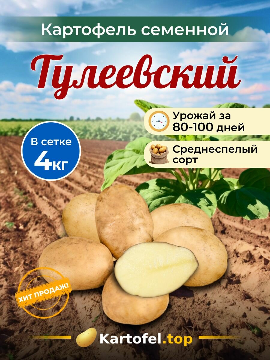 Картофель семенной клубни на посадку, саженцы "Тулеевский" элита (4 кг)