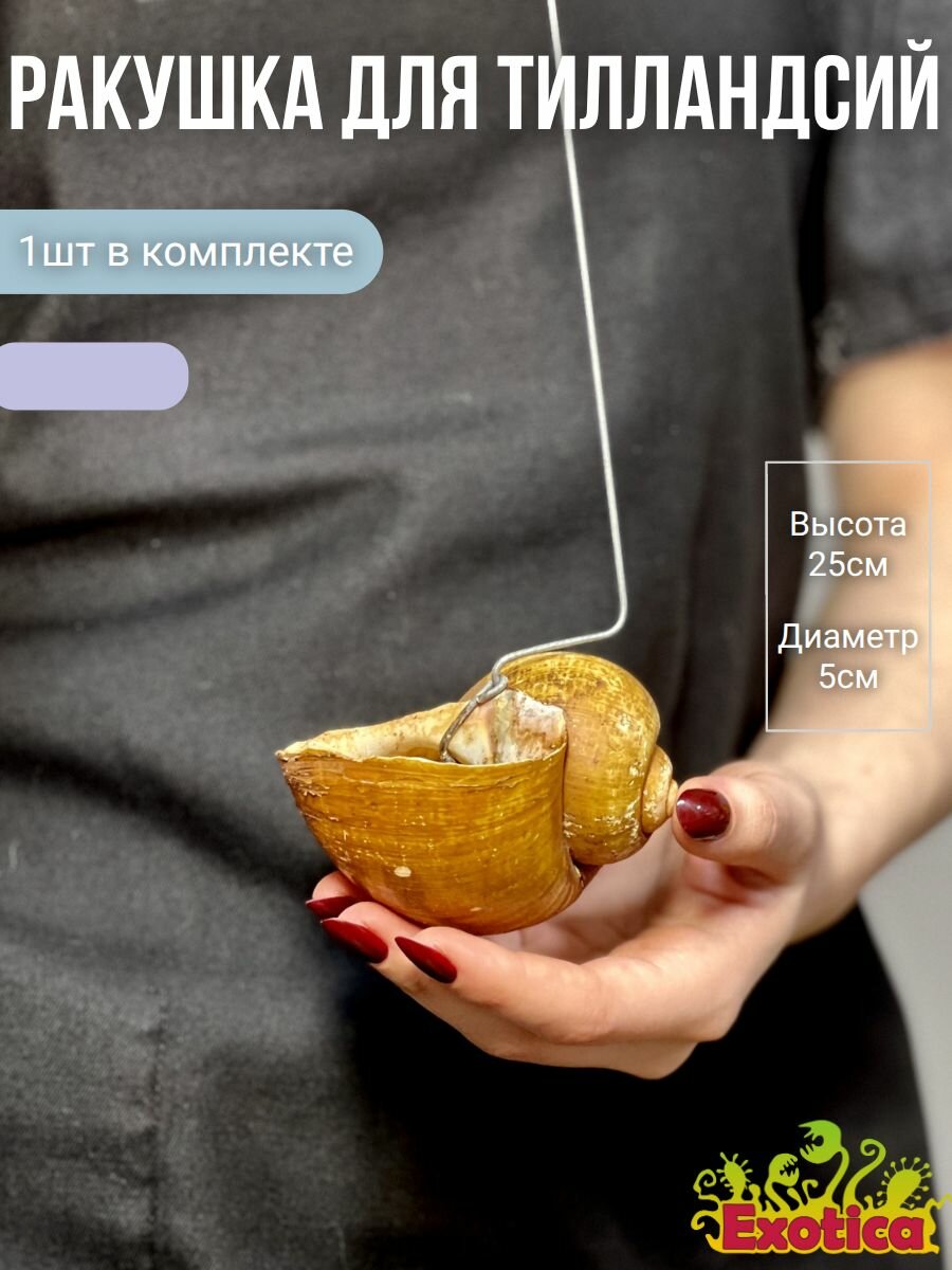 Ракушка для атмосферной тилландсии