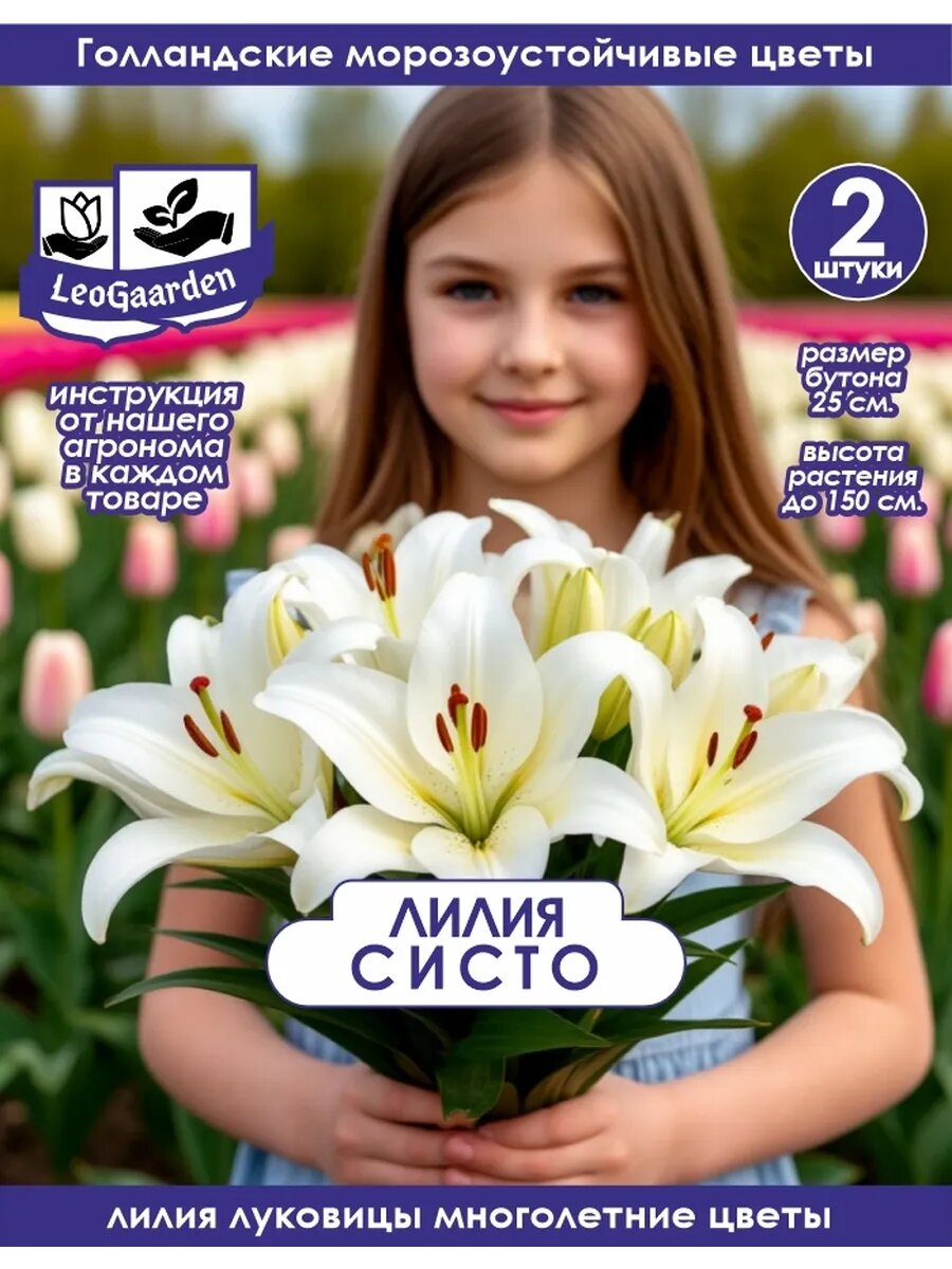 Лилия Луковица, Систо, разбор 18/20, 2 шт