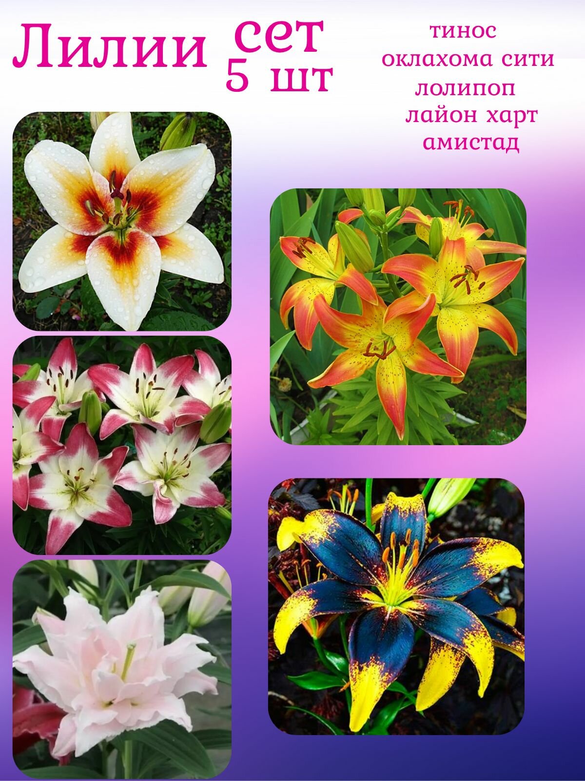 Лилия луковицы, многолетние цветы для посадки, СЕТ 5 штук