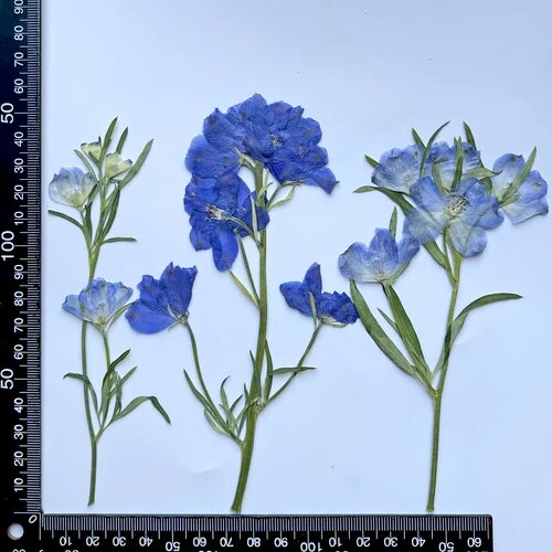 Сушеные цветы Delphinium, 2 веточки, синие