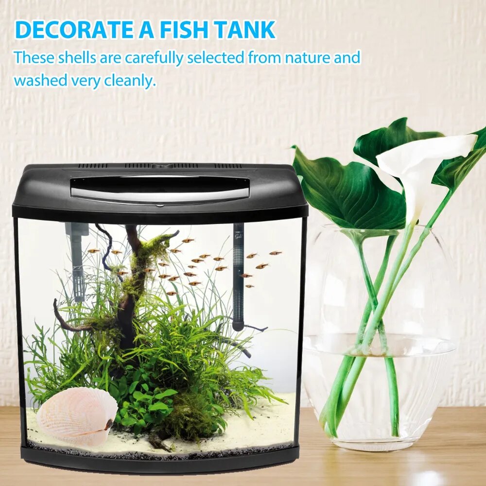 1 Штука Украшение Из Натуральной Ракушки, Для Оформления Интерьера, Из Морских Ракушек