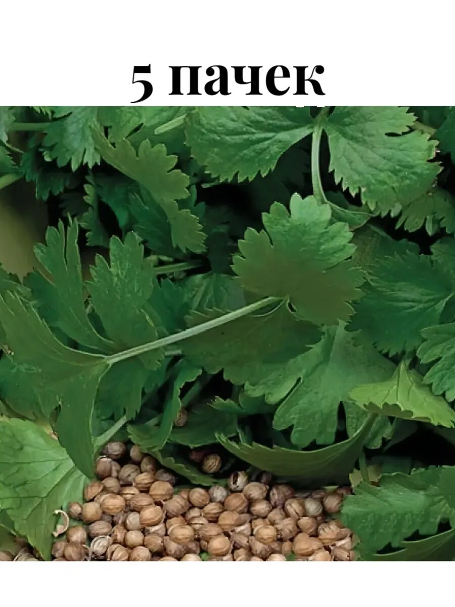 Семена Кориандр Бородинский 5 пачек