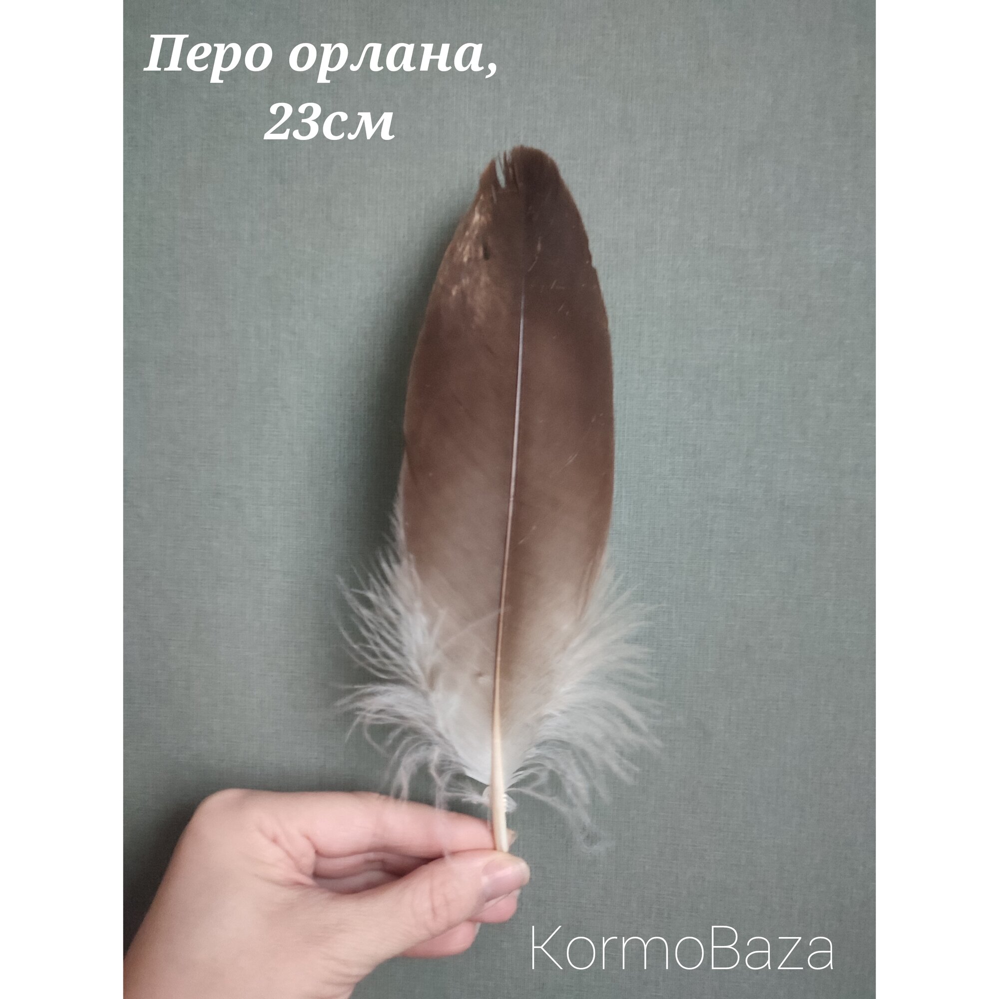 Перо хищной птицы (орлан белохвостый). Натуральные перья