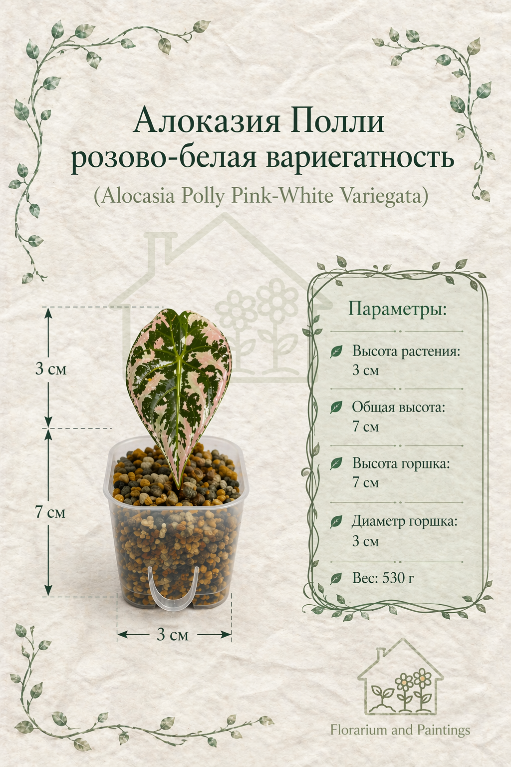 Комнатное растение Алоказия Полли розовая-альбо( бело-розовая