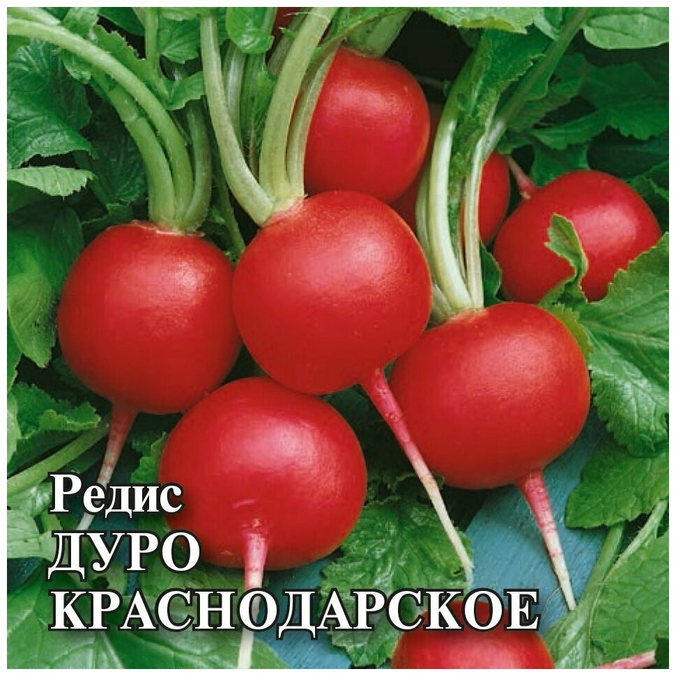 Семена Редис Дуро Краснодарское, 25г, Гавриш, Фермерское подворье, 2 упаковки