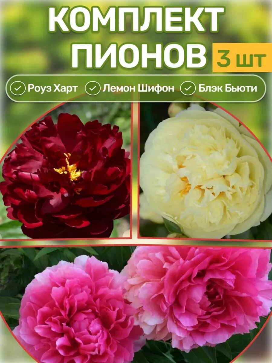 Пионы