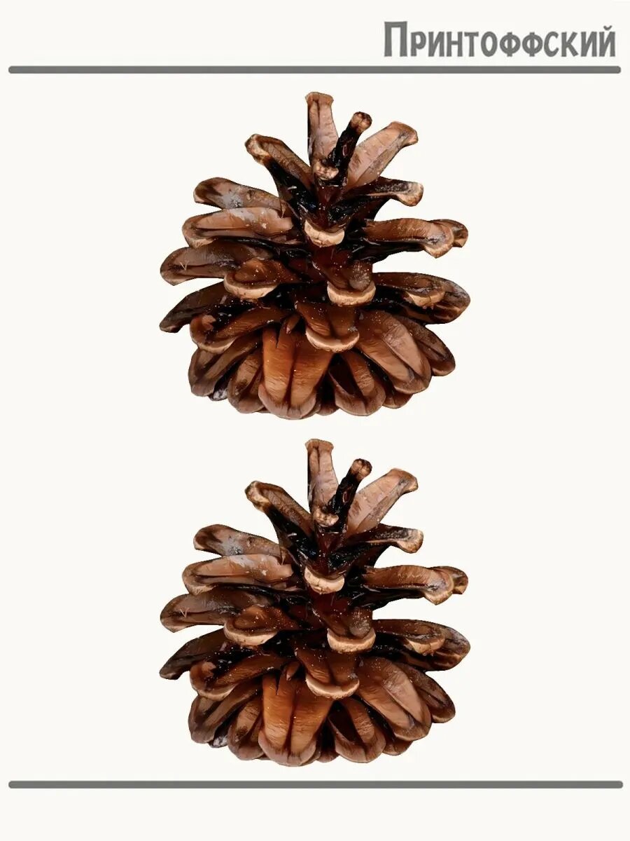2-е (Две) Термонаклейки Шишка