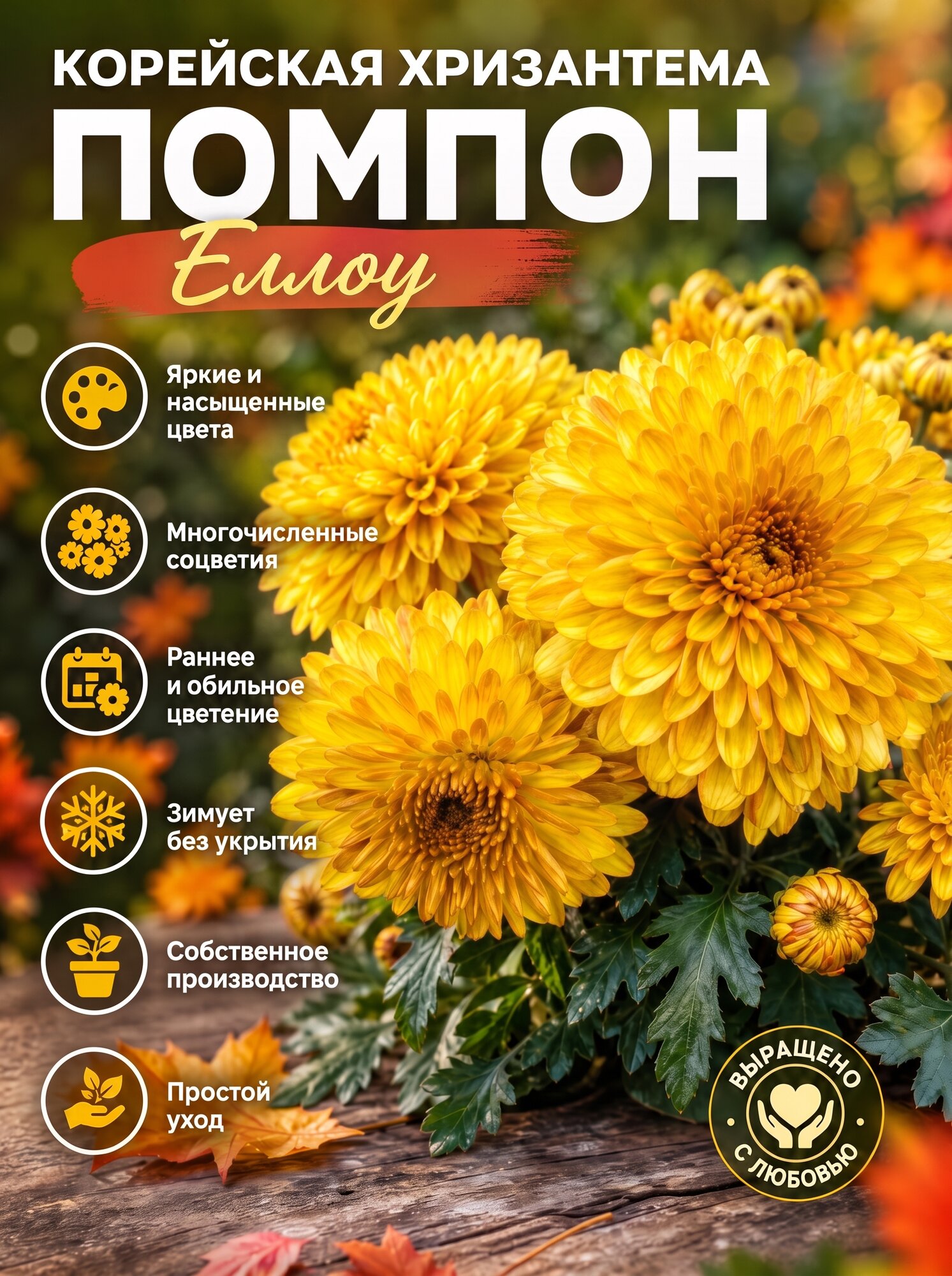 Корейская хризантема Помпон Еллоу (растение с ЗКС в горшке) 1 шт.