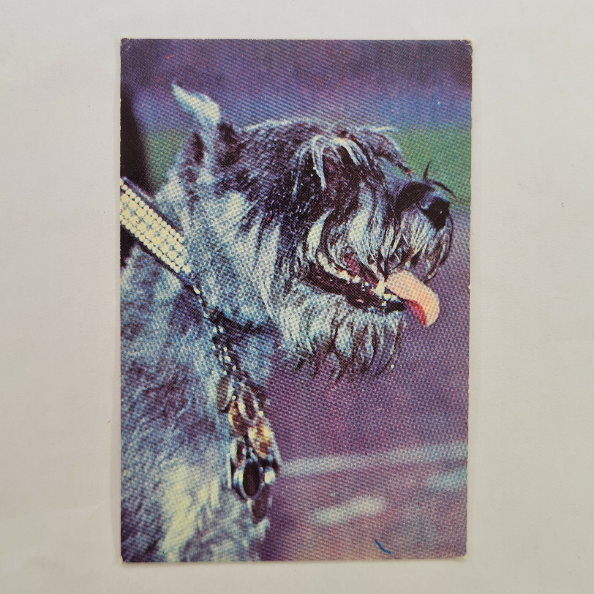 Карманный календарик СССР 1991. Миттельшнауцер, собака, охрана животных. Советский календарь