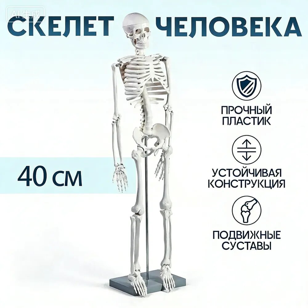 Модель скелета человека мини, 40 см