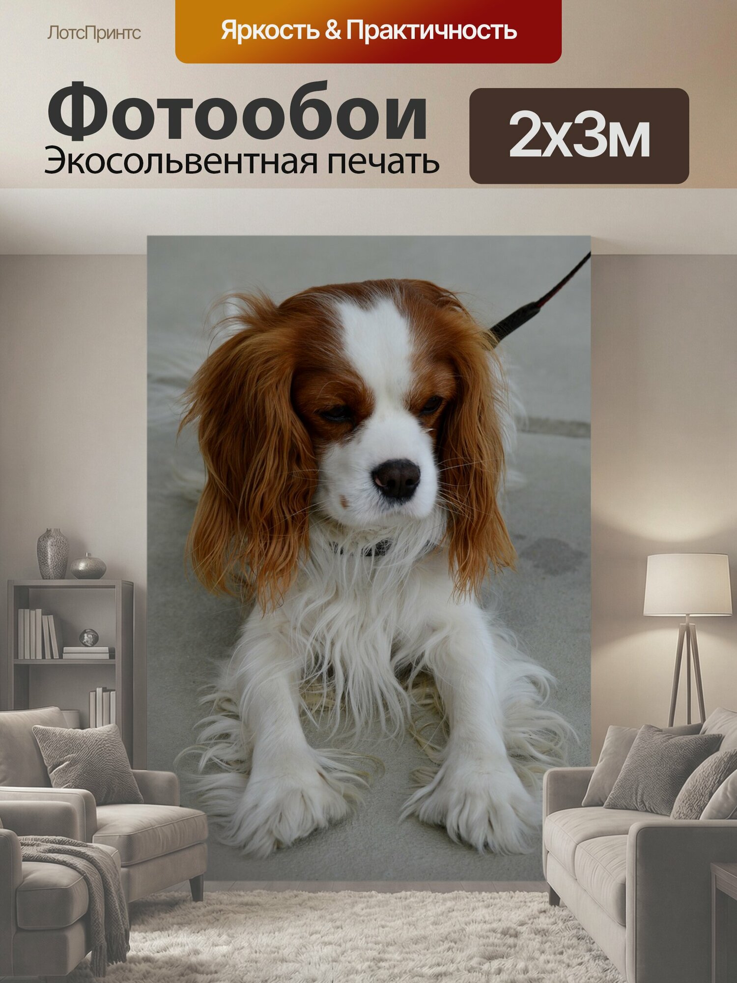 Фотообои "Собака, кавалер кинг чарльз спаниель, веселая" 200x300 см. экосольвентная печать