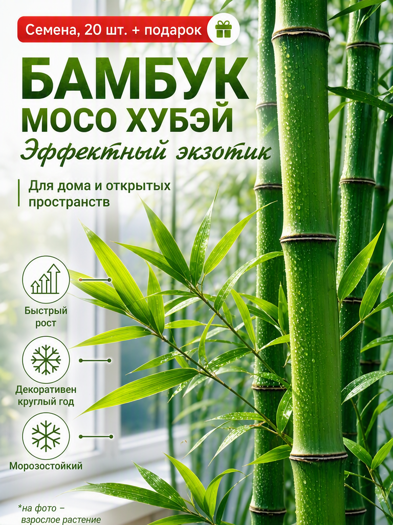 Семена бамбука Мосо Хубэй 20 шт, морозостойкий многолетник для сада и дома