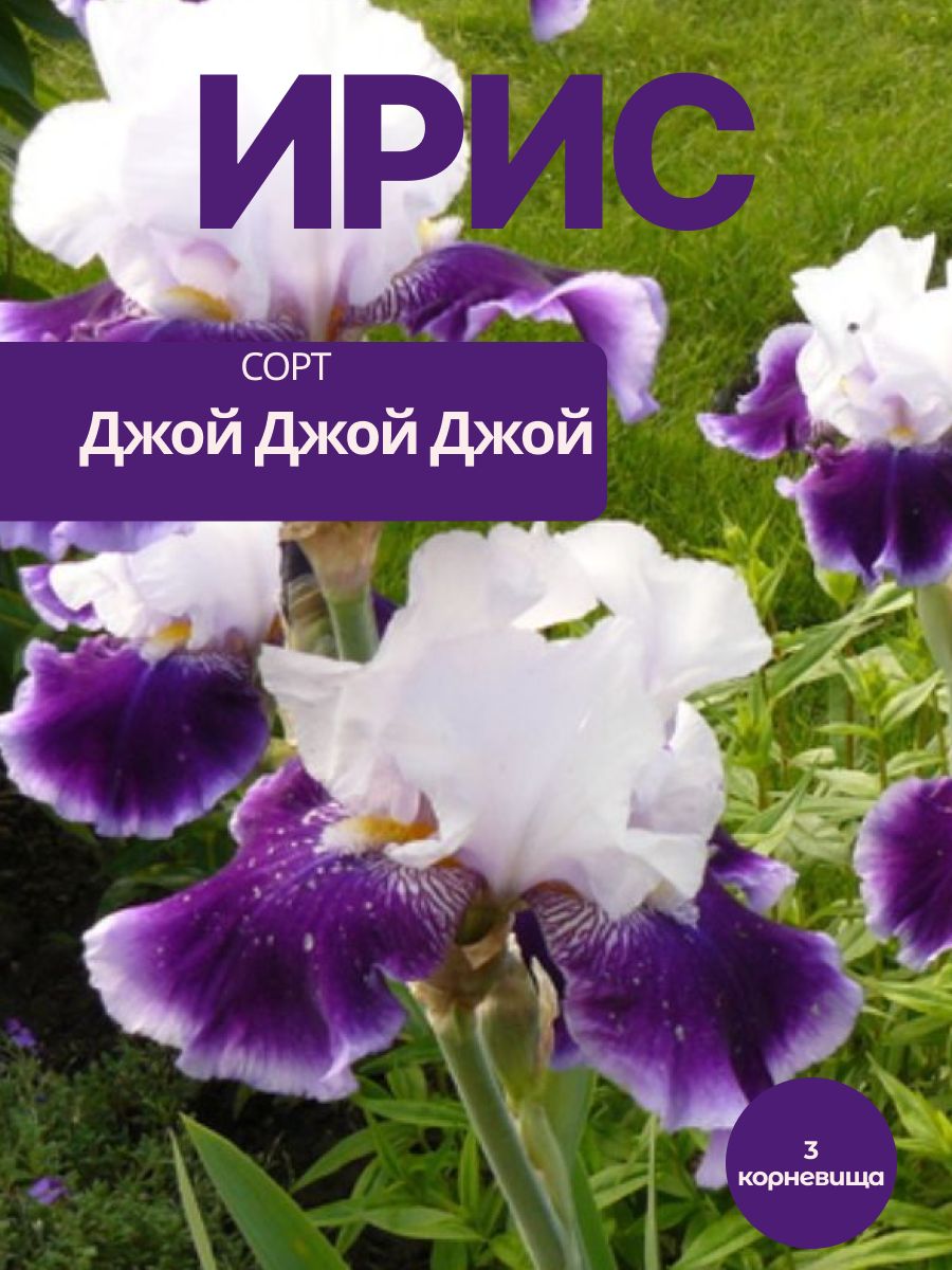 Ирис Джой Джой, корневище 3 шт