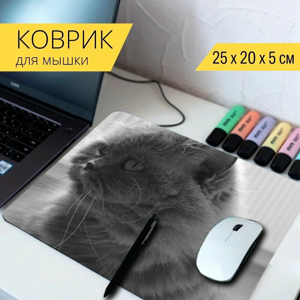 Коврик для мыши с принтом "Кот, британский, британский длинношерстный кот" 25x20см.