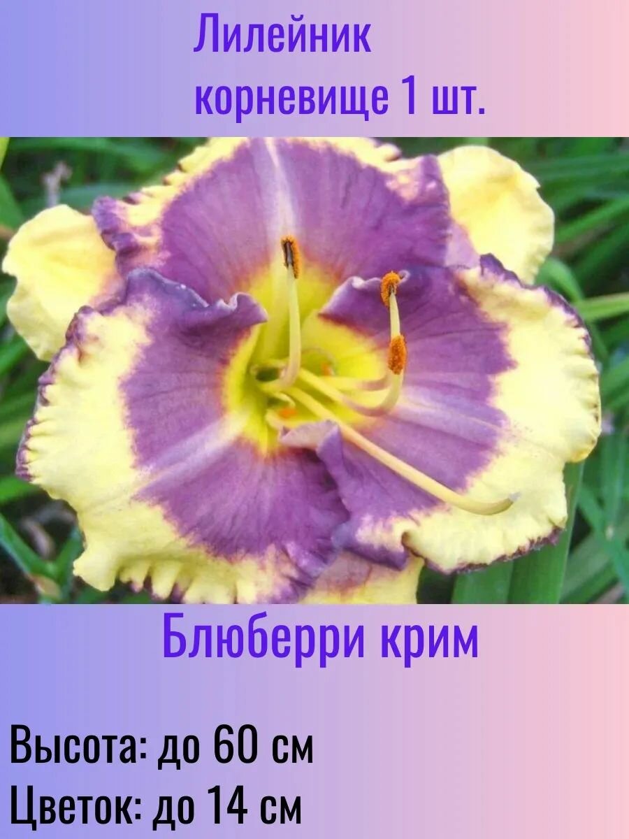 Саженцы лилейника многолетние цветы 1 штука