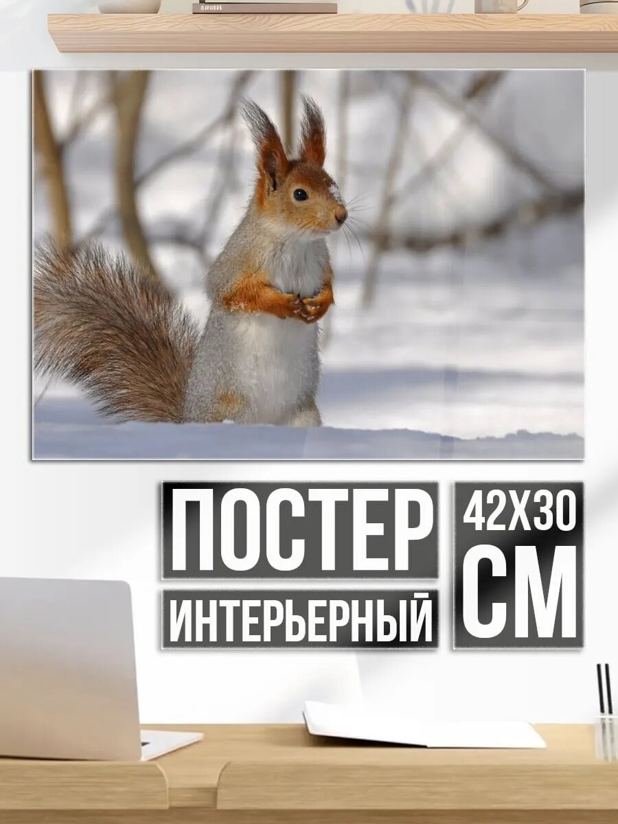 Плакат постер белка в снегу