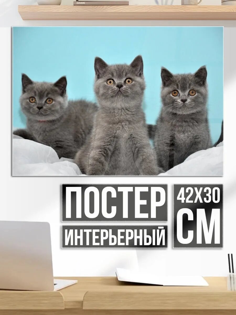 Плакат постер Три котенка