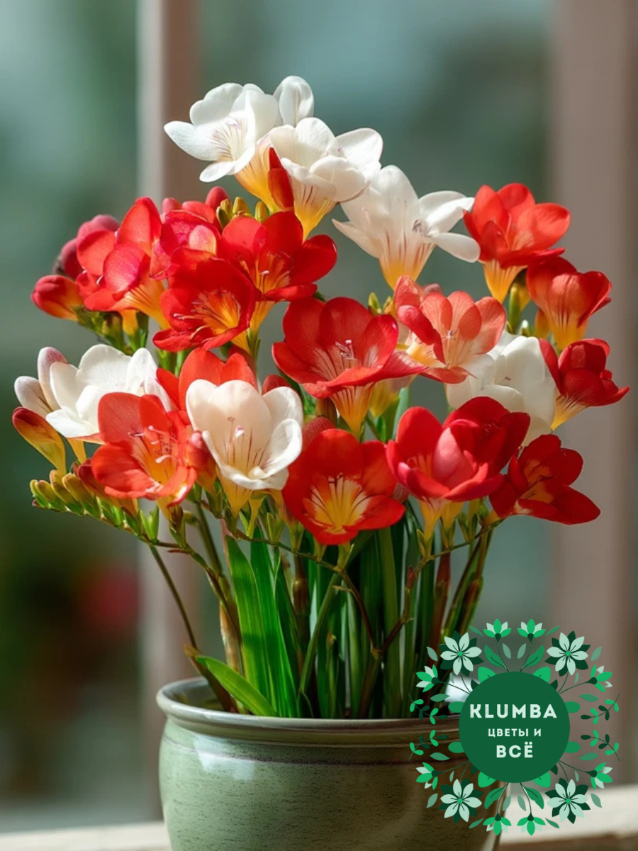 Луковицы цветов , Клумба , Фрезии RED AND WHITE MIX ( 10 луковиц ), красный/белый