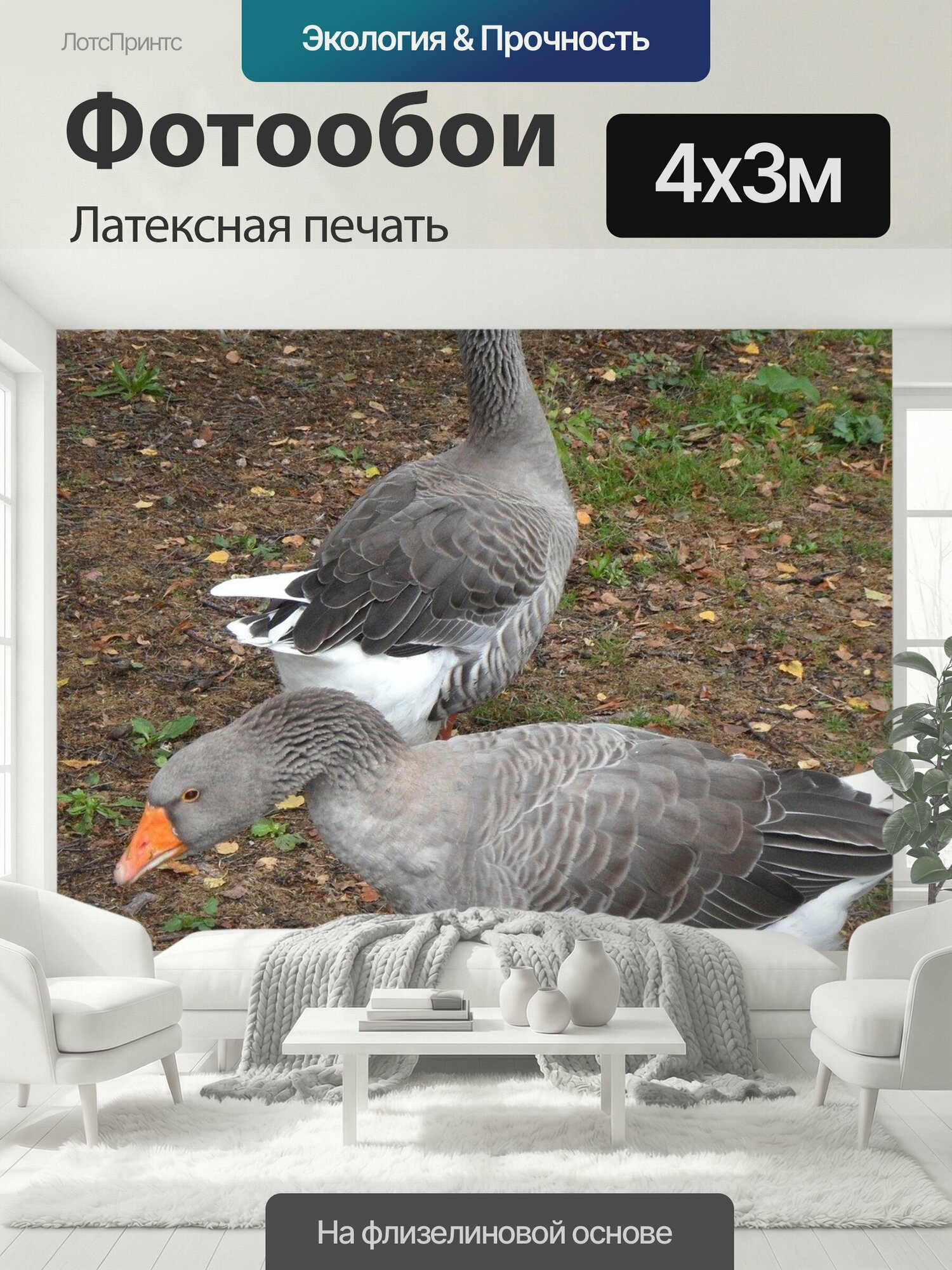 Фотообои моющиеся ударопрочные "Гуси, птицы, гусь" 400x300 см. латексная печать