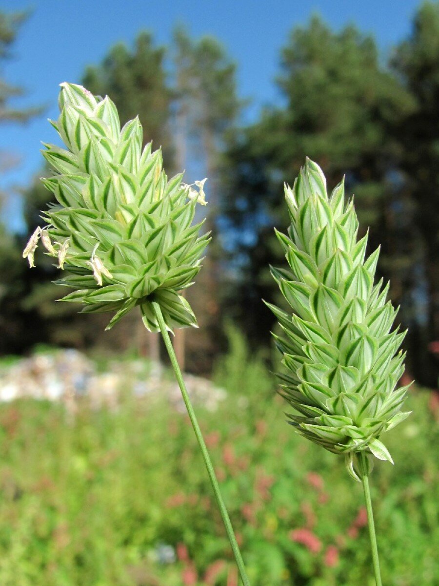 Семена Канареечник канарский (Phalaris canariensis), 10 штук