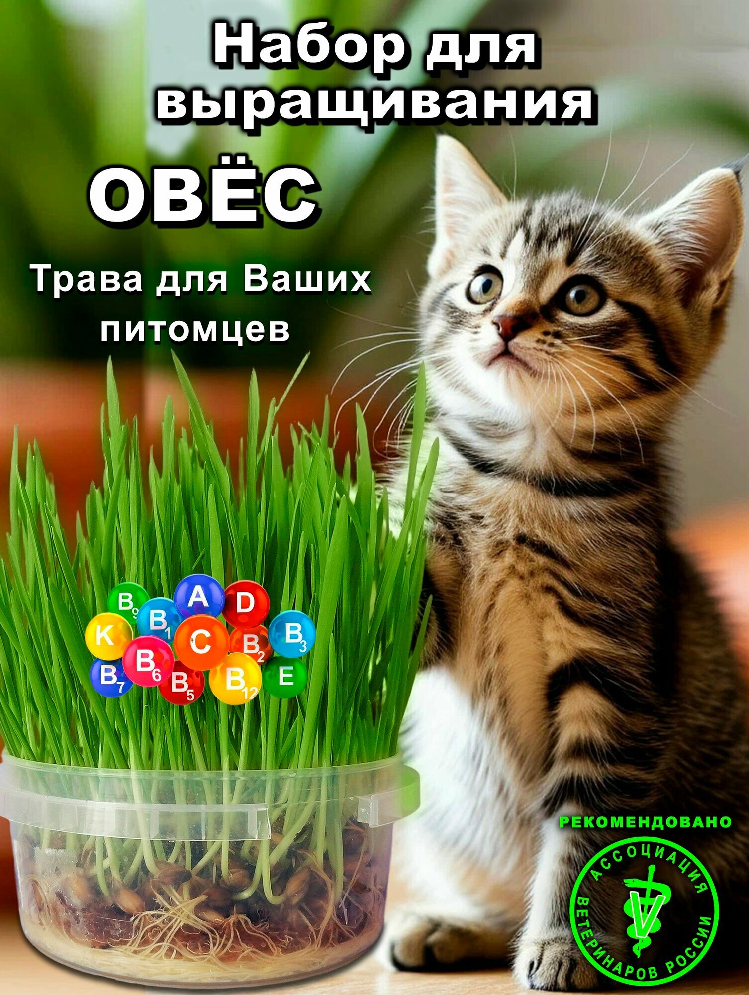 Трава для кошек, овёс, набор для выращивания, набор для выращивания овес для кошек трава для кошек семена для кошек