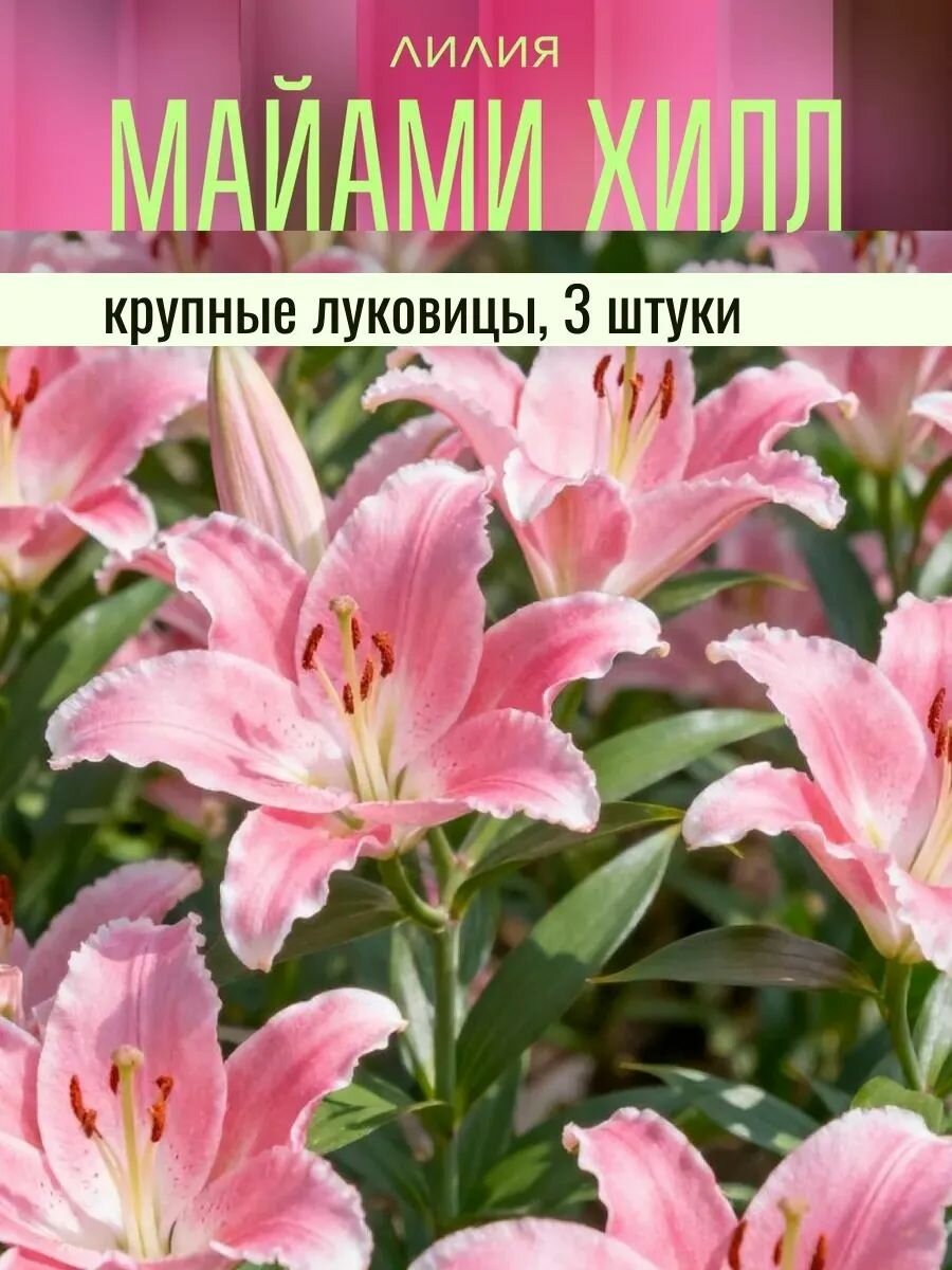 Лилия луковицы, многолетние цветы для посадки,3 штуки