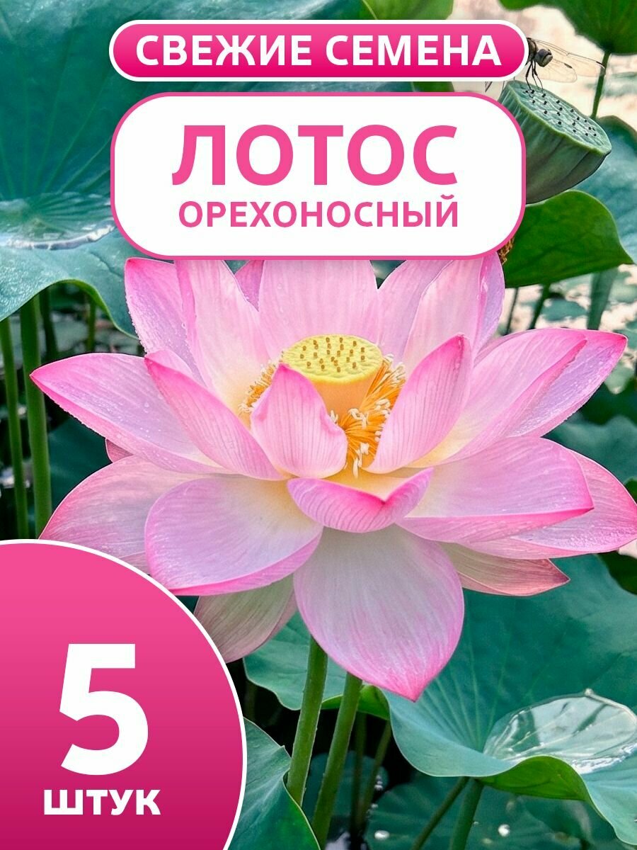 Лотос Орехоносный Люцзян, семена для выращивания 5 шт