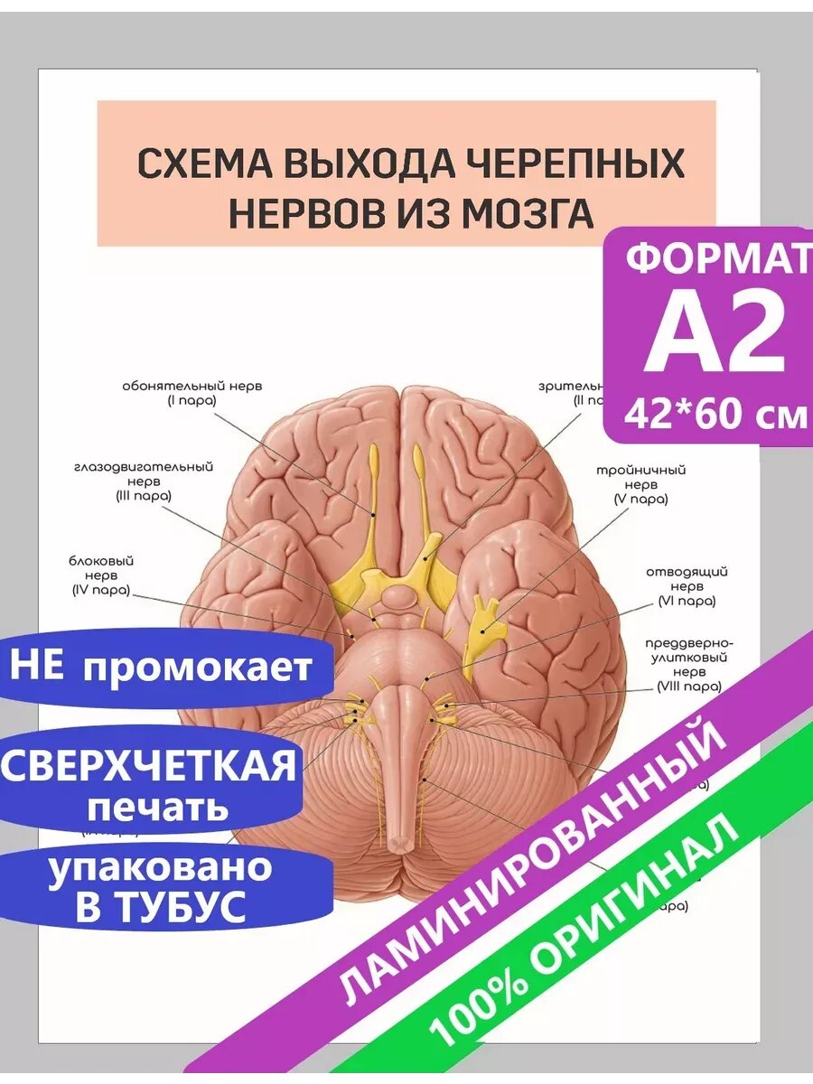 Постеры А2 по анатомии Схема выхода черепных нервов из мозга