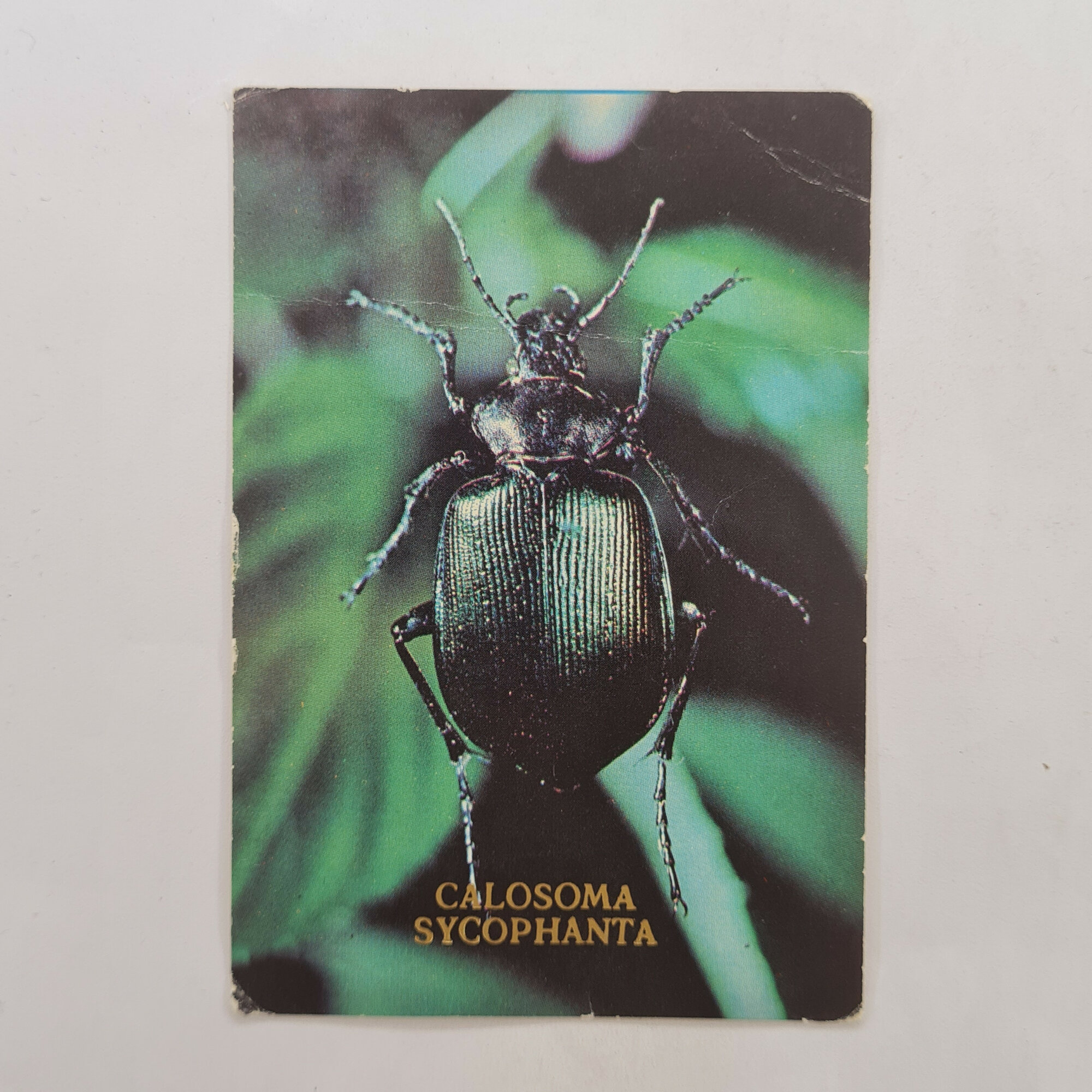 Карманный календарик 1991. Жук Calosoma sycophanta на фоне зелени. Календарь винтажный