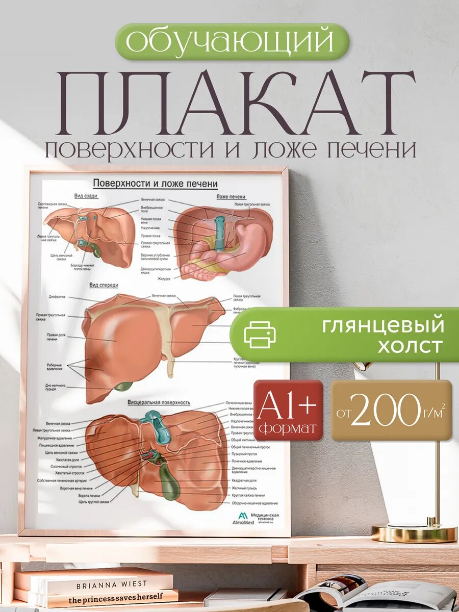 Поверхности и ложе печени, плакат А1+, глянцевый холст от 200г/м2