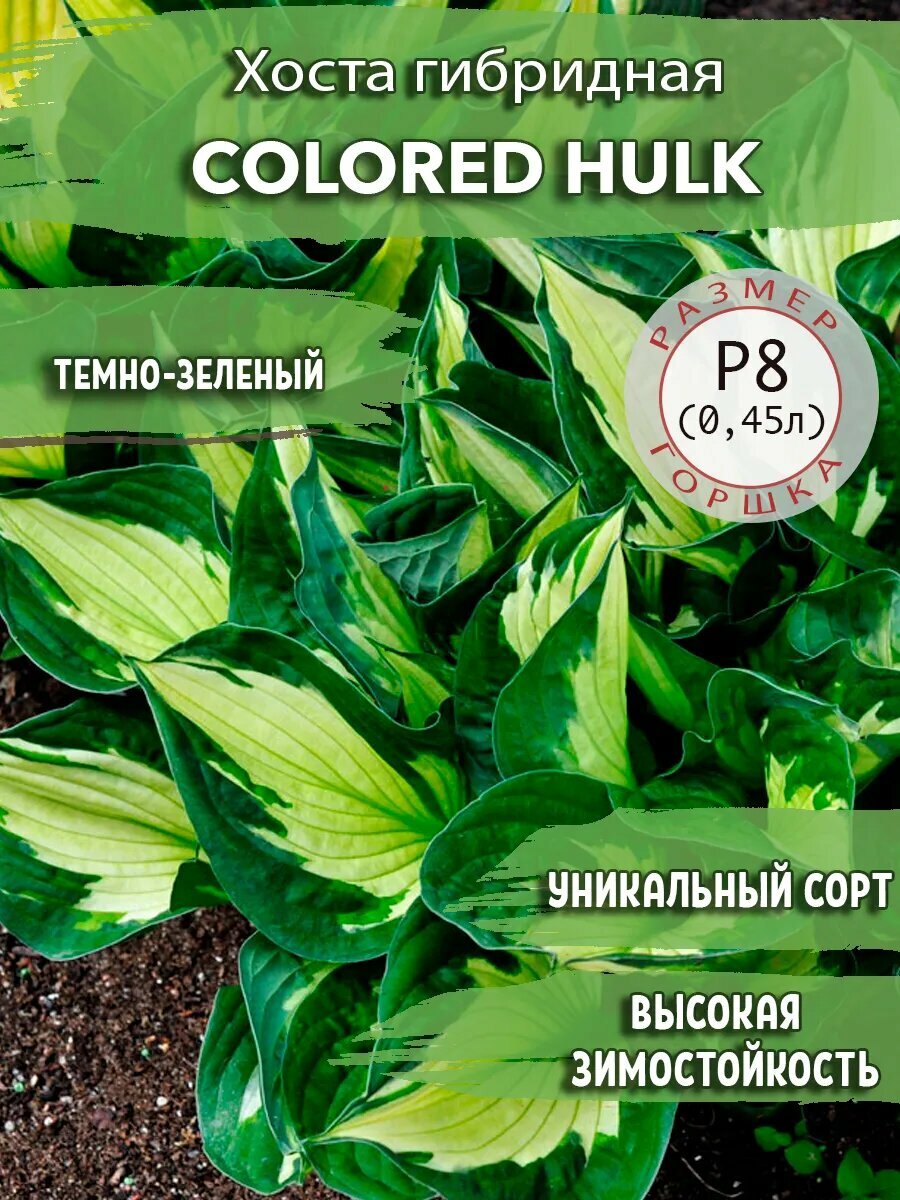 Хоста гибридная Colored Hulk