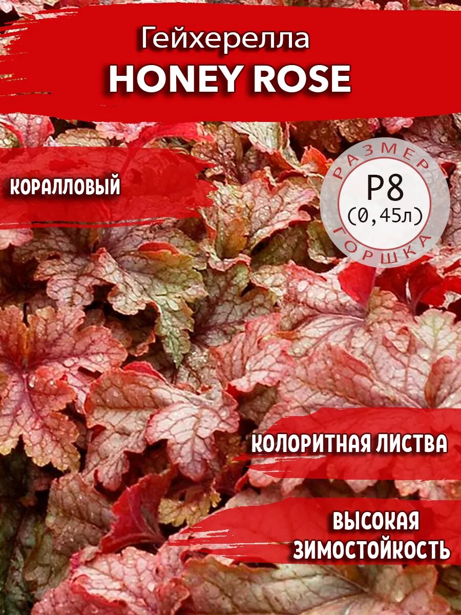 Гейхерелла Honey Rose
