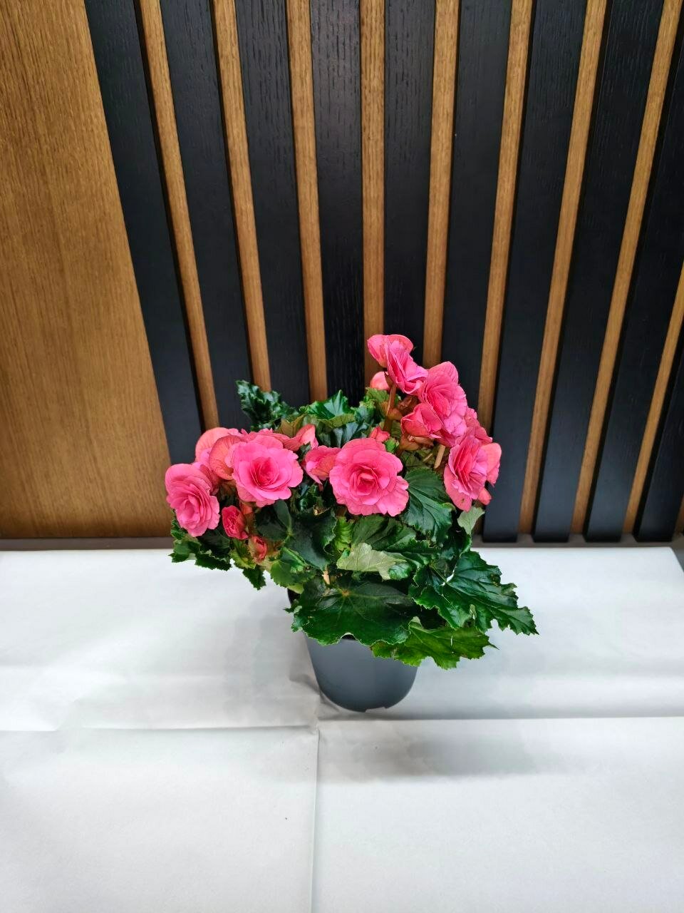 Бегония " Розового оттенка" Цветочная лавка, ширина 25, высота 35