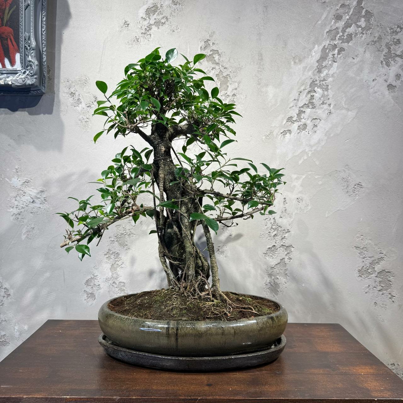 Комнатное растение Бонсай "Бенгальский фикус Баньян" 40 лет "Искусство Бонсай"