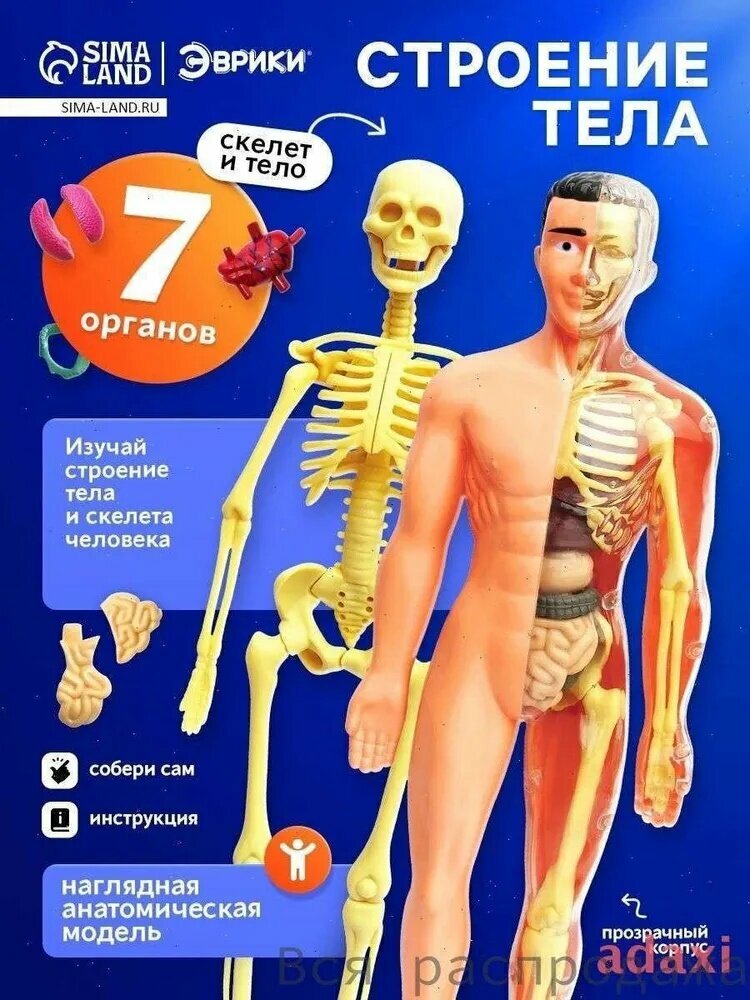 Анатомическая модель