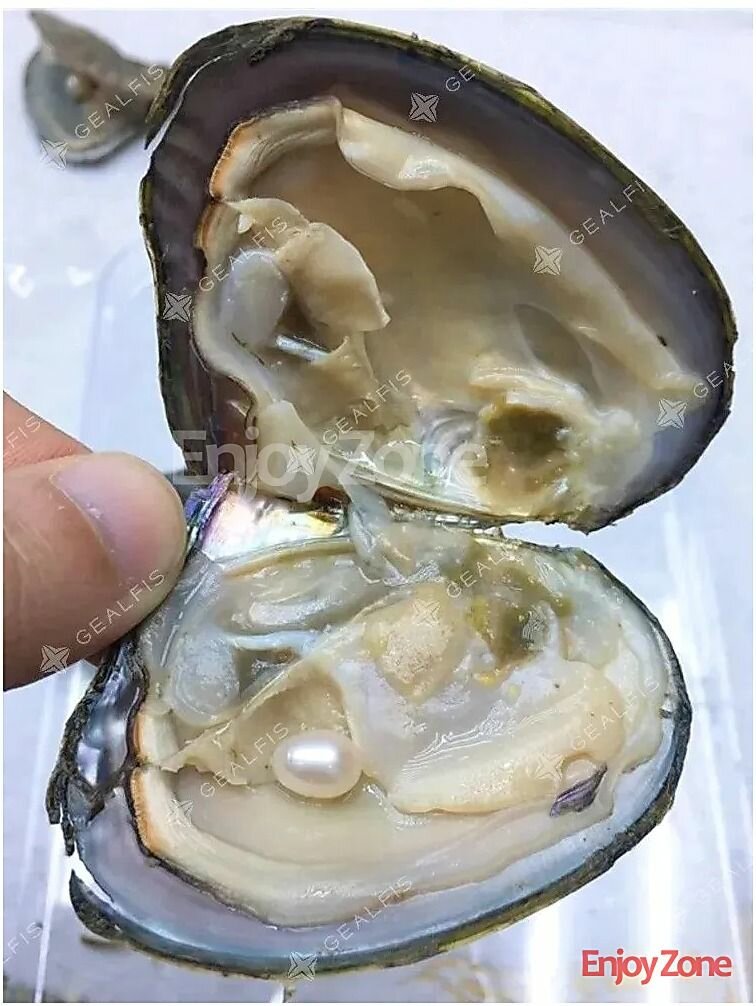 Подарок на 14 февраля, 8 марта Жемчужина желаний в ракушке, устрица в вакууме с жемчужиной внутри