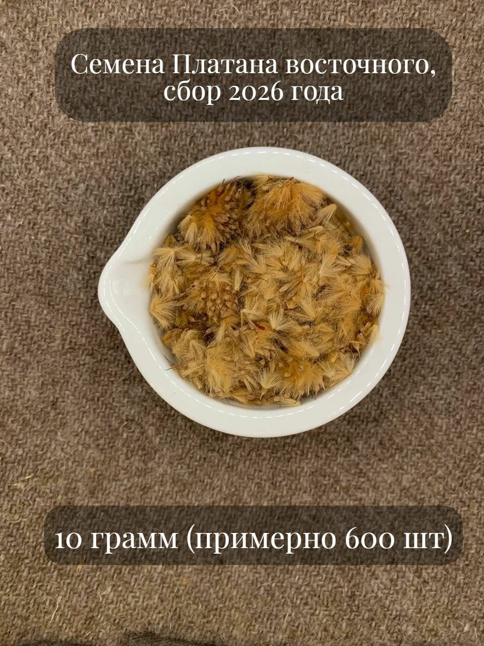 Семена Платана восточного, 10 грамм (примерно 600 шт)