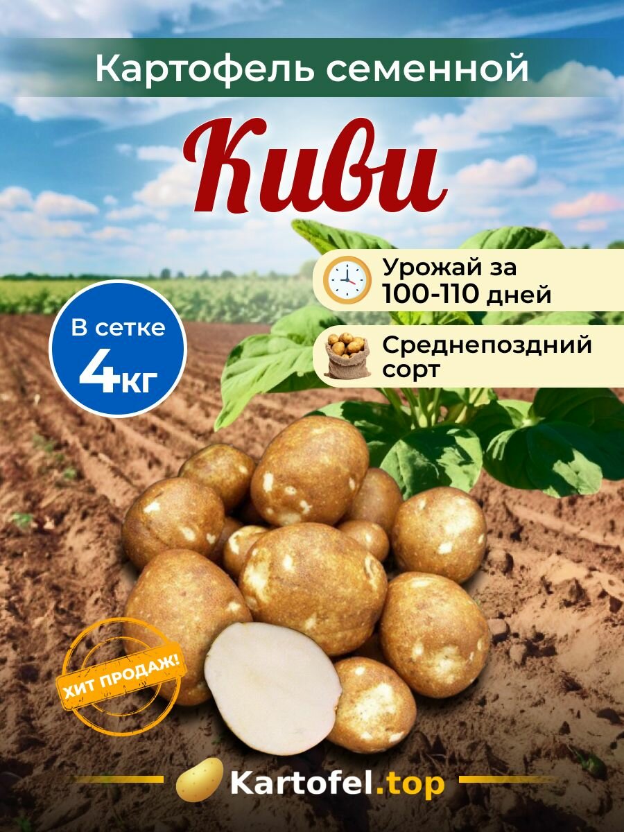 Картофель семенной клубни на посадку, саженцы "Киви" элита (4 кг)